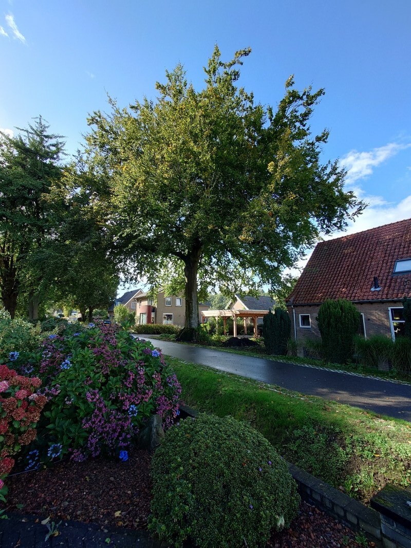 Een Stoere Bikkel Van Een Beuk